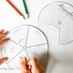 Strawberry Plant Life Cycle Wheel, Strawberry Activity, Strawberry ...