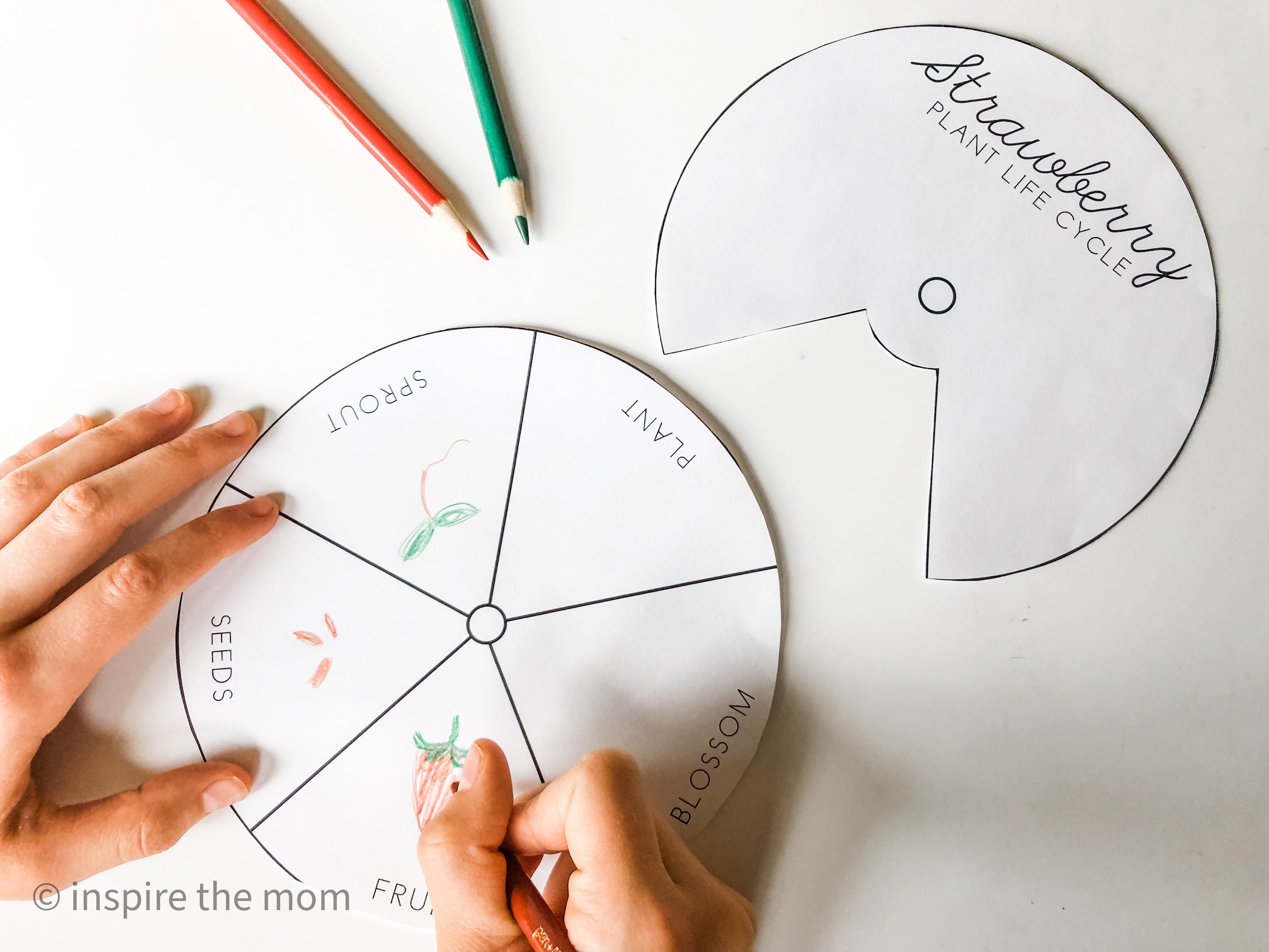 Strawberry Plant Life Cycle Wheel, Strawberry Activity, Strawberry ...