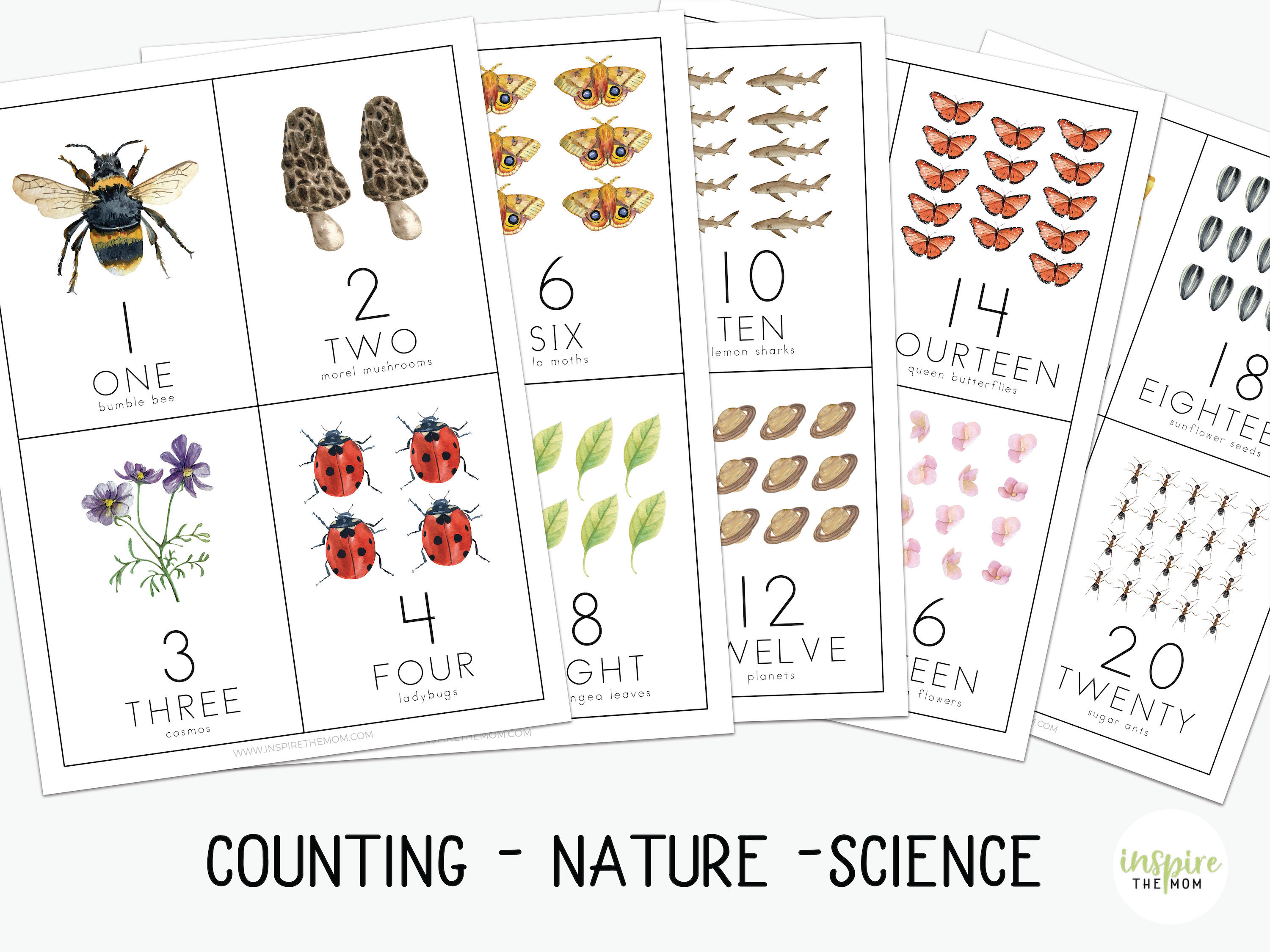 Nature Counting Flashcards, Preschool, Homeschool Printable, Charlotte ...