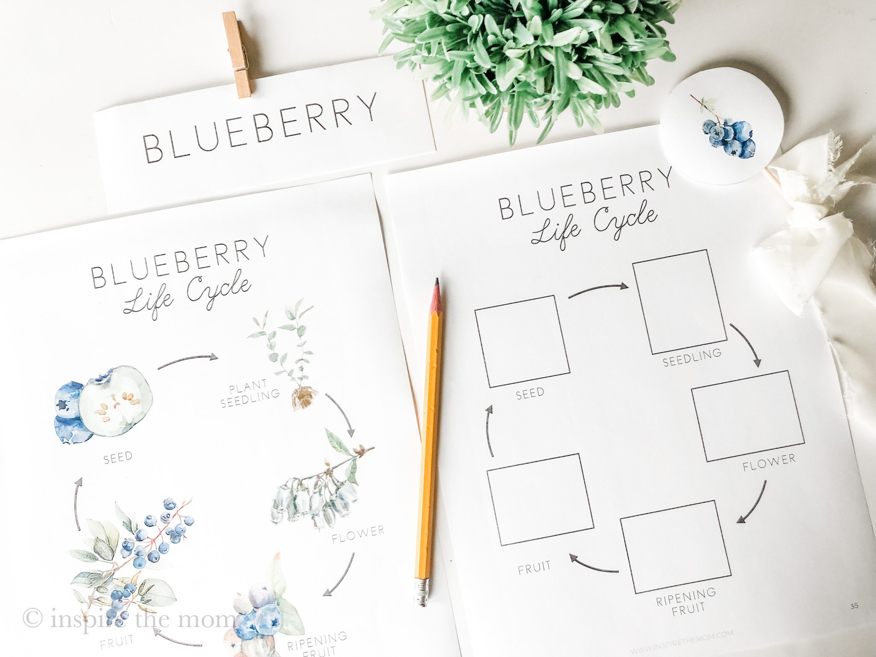 Blueberry Unit Study, Nature Study, Life Cycle, Prek 3rd Grade, Spring ...