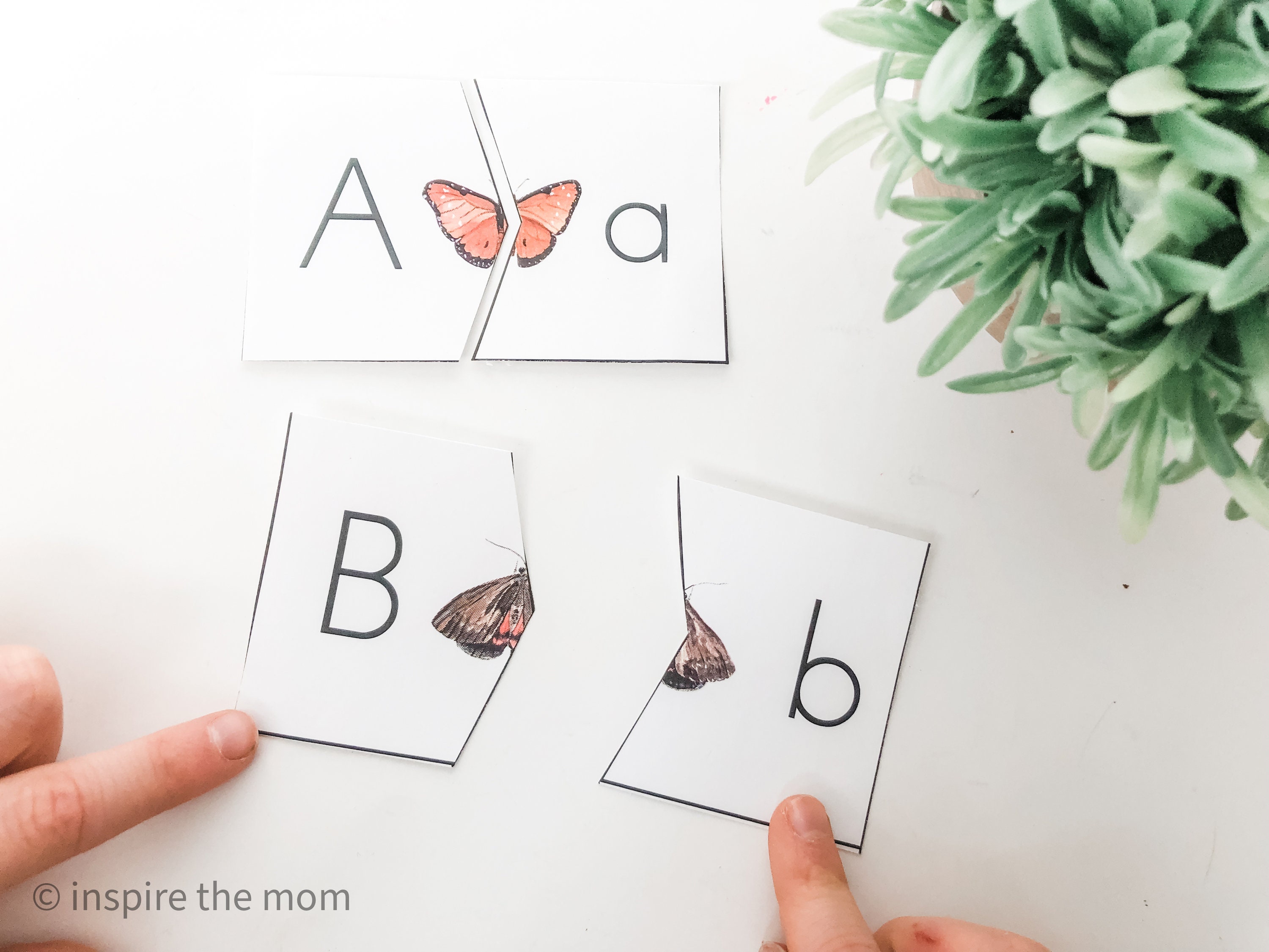 Interesting Insects Language Arts Pack, Prek - 2nd Grade, Literacy ...