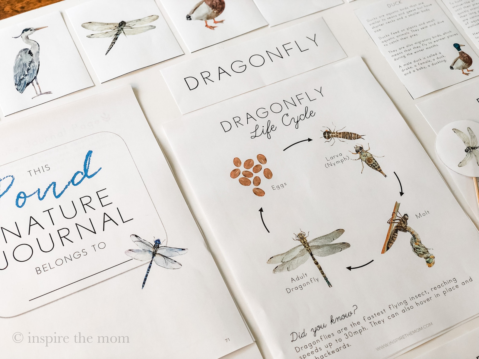 Pond Unit, Nature Study, Life Cycle, Prek - 3rd Grade, Spring Unit ...