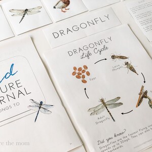 Pond Unit, Nature Study, Life Cycle, Prek - 3rd Grade, Spring Unit ...