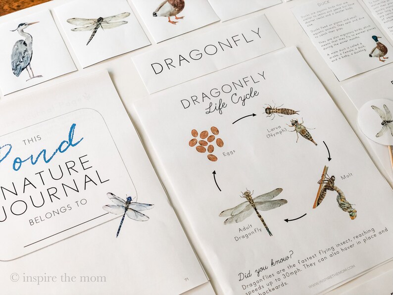 Pond Unit, Nature Study, Life Cycle, Prek - 3rd Grade, Spring Unit ...