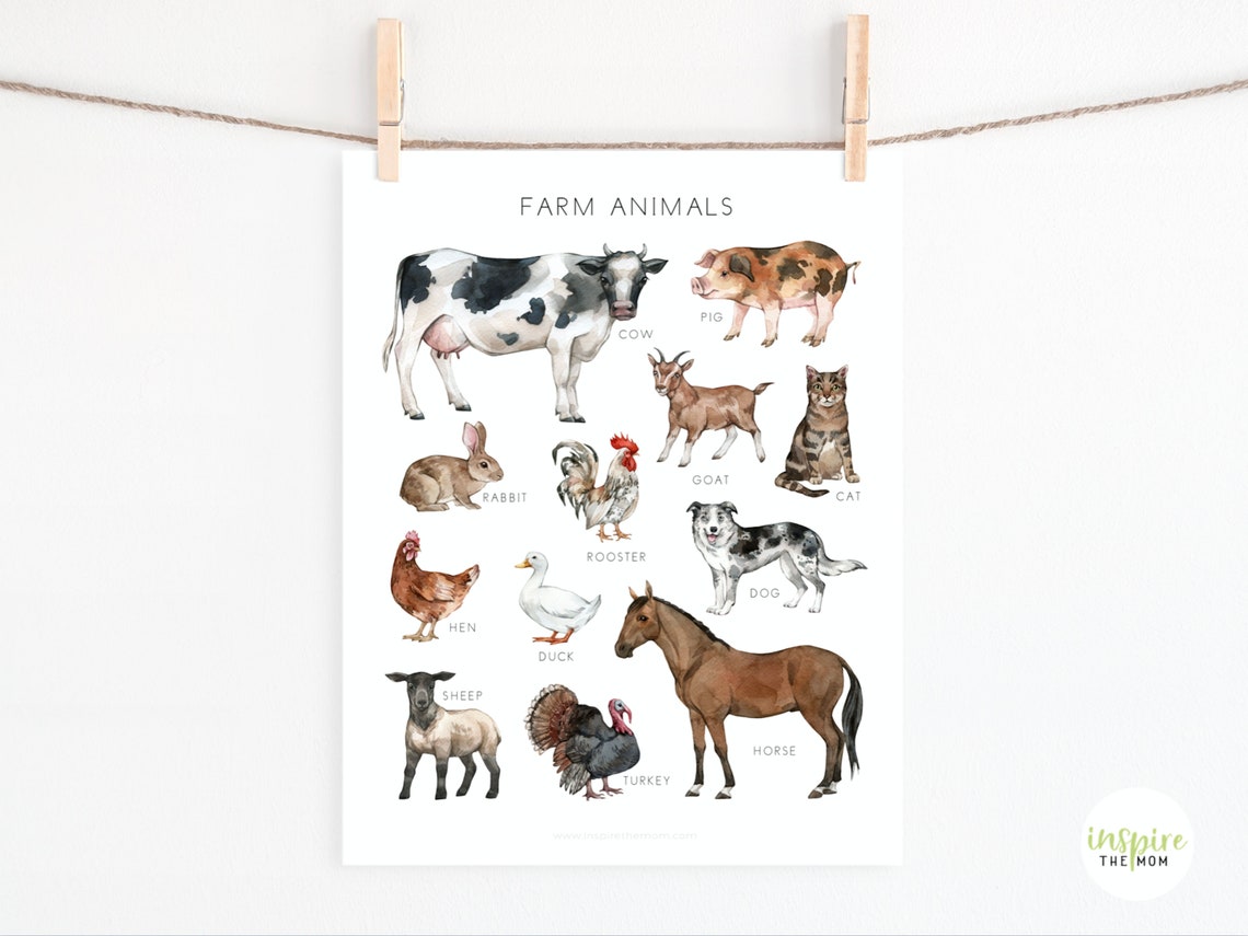 Farm Animals Nature Poster Educational Poster School Art | Etsy