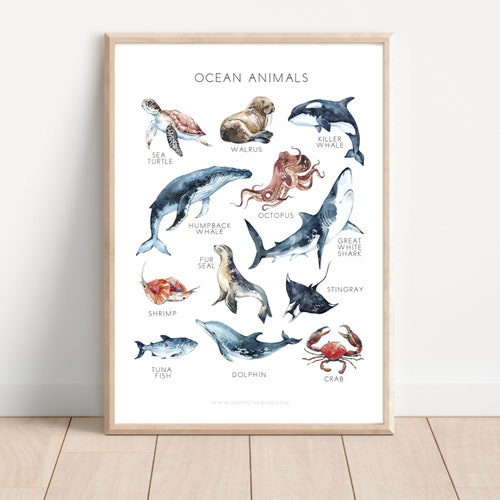 Ocean Animals Nature Poster Educational Poster Charlotte - Etsy