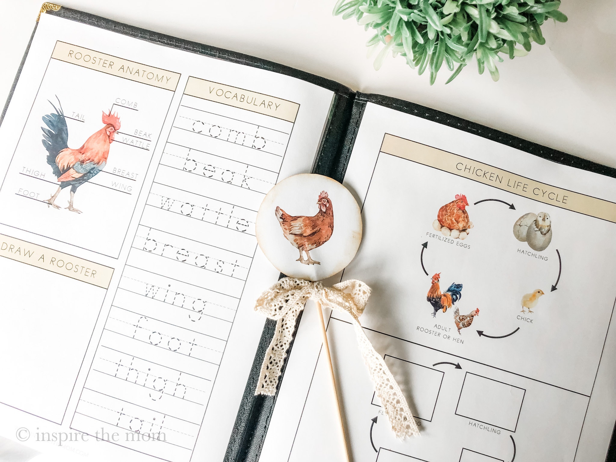 Complete 12 Months | Morning Menu Bundle | Charlotte Mason | Daily ...