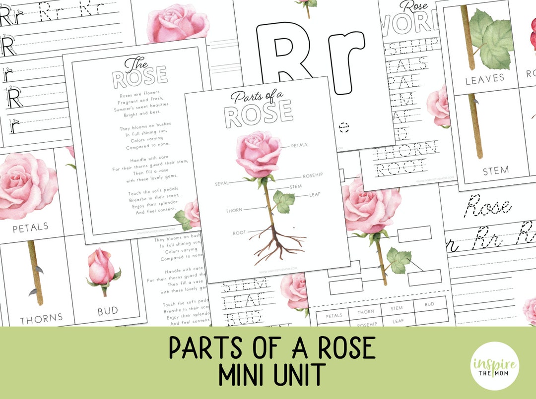 Parts of a Rose Pack, Rose Anatomy, Science, Language Arts, Handwriting ...