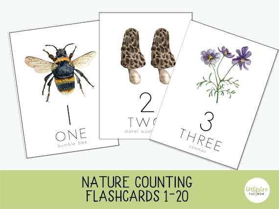 Nature Counting Flashcards Preschool Homeschool Printable - Etsy