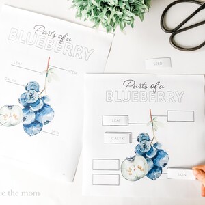 Blueberry Unit Study, Nature Study, Life Cycle, Prek - 3rd Grade ...