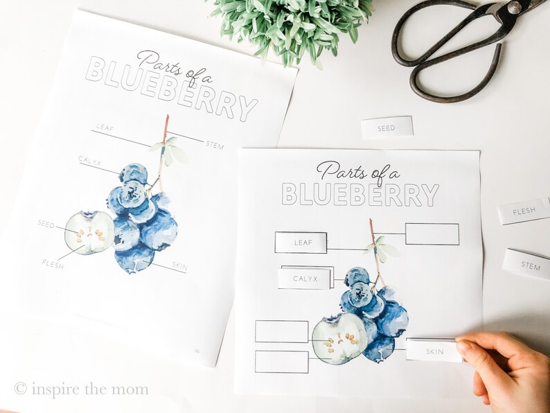 Blueberry Unit Study, Nature Study, Life Cycle, Prek 3rd Grade, Spring ...