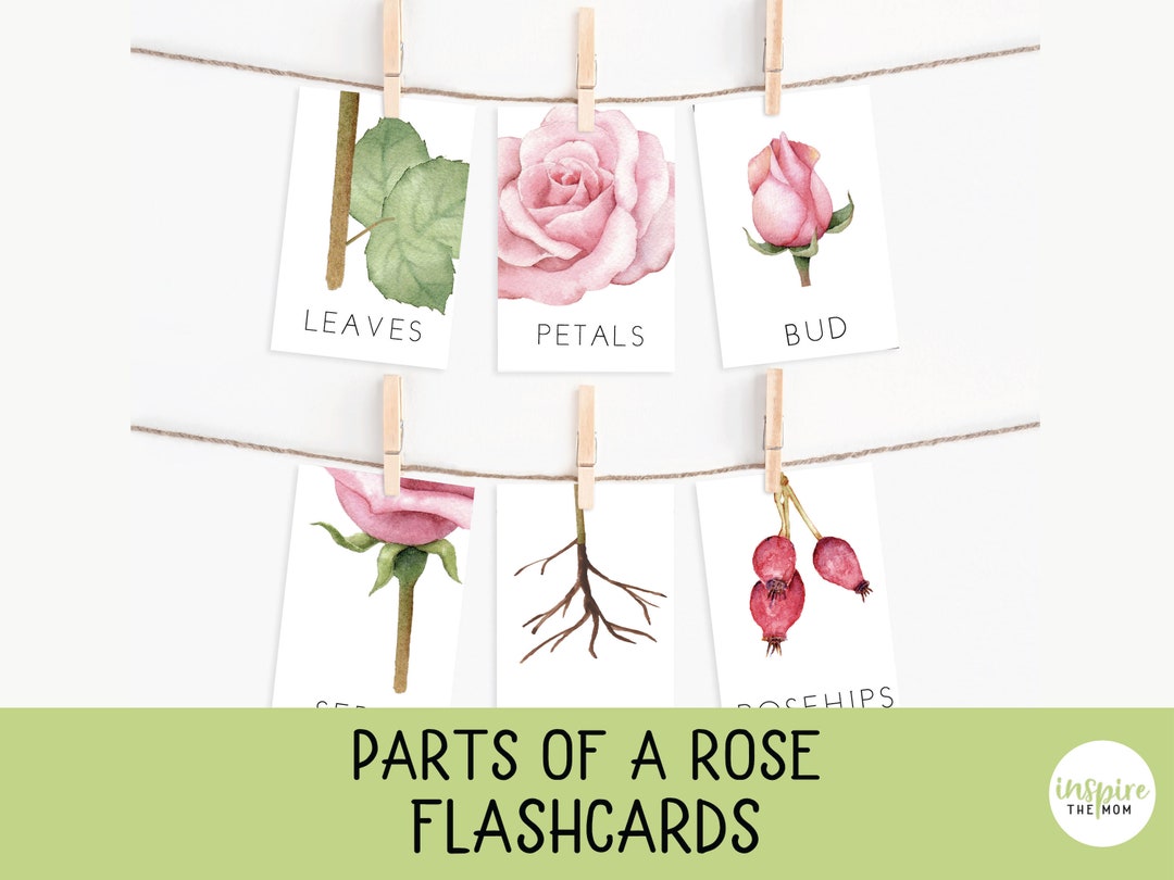 Parts of a Rose Flashcards, Rose Anatomy Poster, Science Printable ...