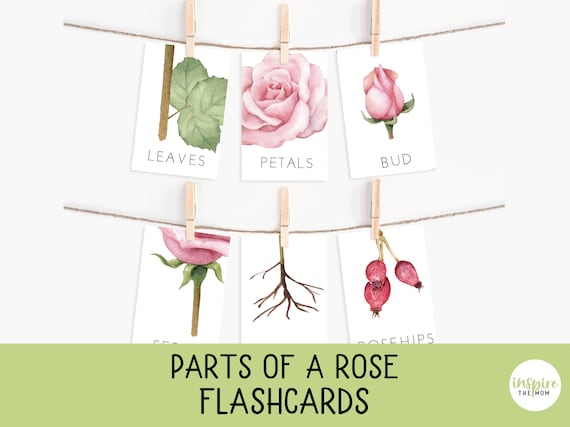Parts of a Rose Flashcards Rose Anatomy Poster Science | Etsy