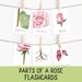 Parts of a Rose Flashcards, Rose Anatomy Poster, Science Printable ...