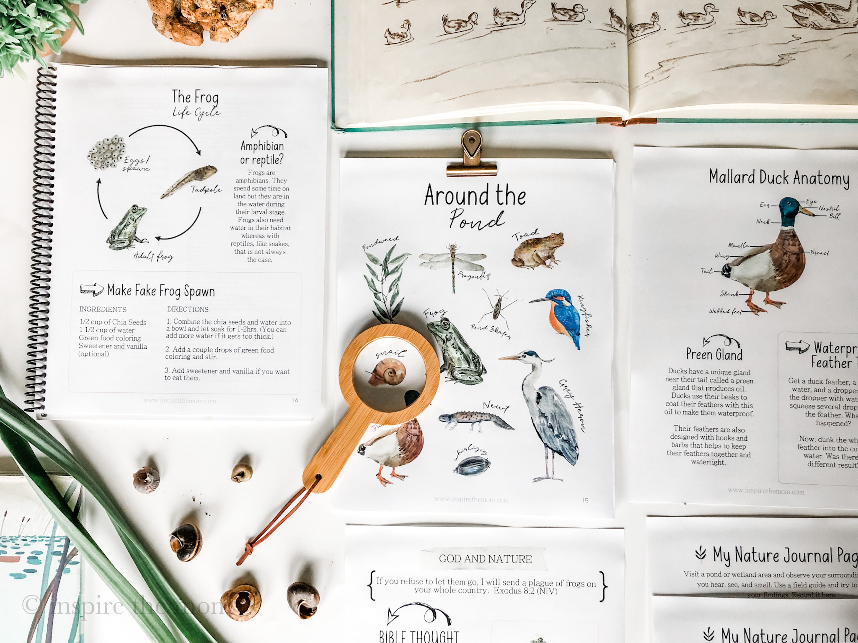 Spring Nature Journal for Kids, Nature Study, Science Curriculum ...