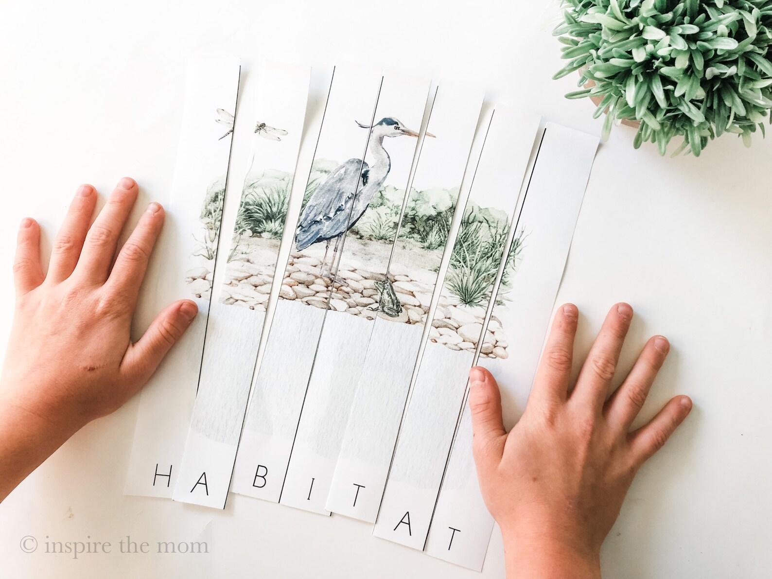 Pond Unit, Nature Study, Life Cycle, Prek - 3rd Grade, Spring Unit ...