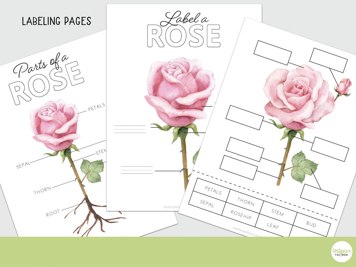 Parts of a Rose Pack Rose Anatomy Science Language Arts - Etsy