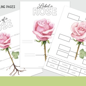 Parts of a Rose Pack, Rose Anatomy, Science, Language Arts, Handwriting ...