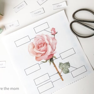 Parts of a Rose Unit Study | Printable Pack | Rose Anatomy Worksheets ...