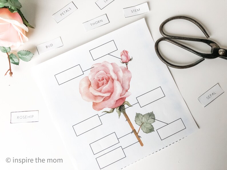 Parts of a Rose Pack Rose Anatomy Science Language Arts - Etsy