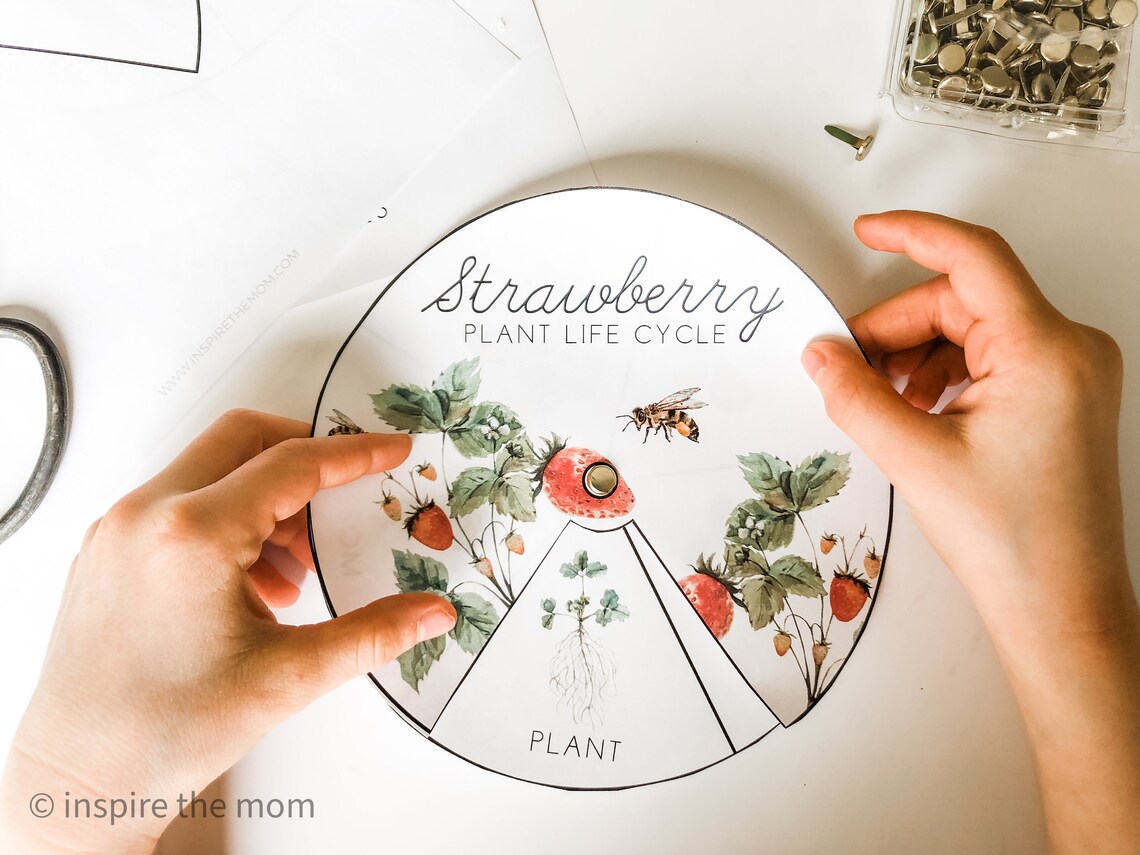 Strawberry Plant Life Cycle Wheel, Strawberry Activity, Strawberry ...