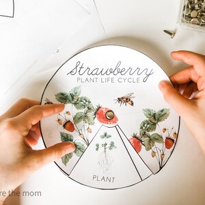 Strawberry Plant Life Cycle Wheel, Strawberry Activity, Strawberry ...