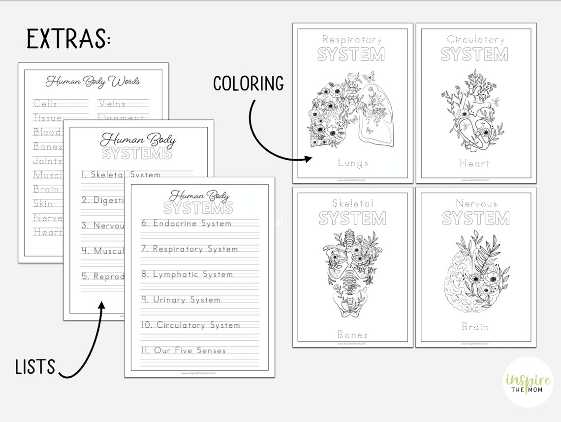 Human Body Systems Print Copywork Human Body Facts Print - Etsy