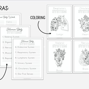 Human Body Systems, Print Copywork, Human Body Facts, Print Handwriting ...
