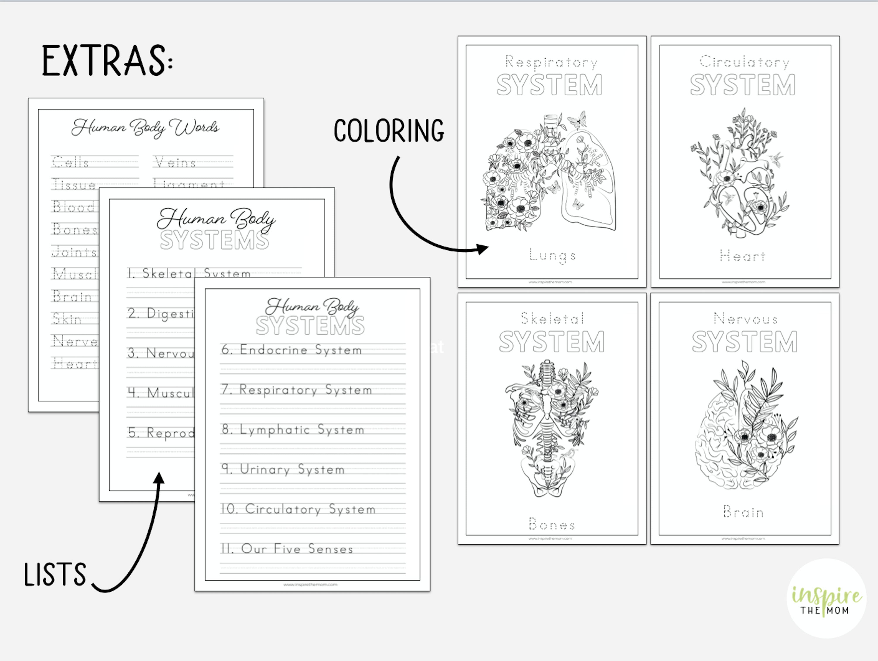 Human Body Systems, Print Copywork, Human Body Facts, Print Handwriting ...