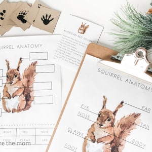 Winter Animals Unit, Nature Study, Homeschool Printable, Prek - 2nd ...
