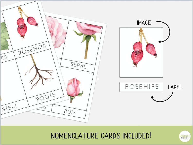 Parts of a Rose Flashcards, Rose Anatomy Poster, Science Printable ...