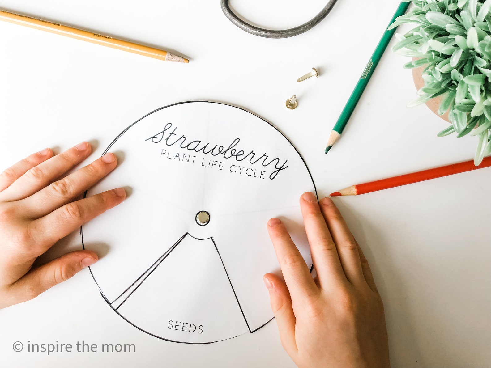 Strawberry Plant Life Cycle Wheel, Strawberry Activity, Strawberry ...