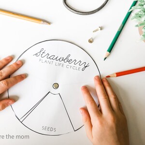 Strawberry Plant Life Cycle Wheel, Strawberry Activity, Strawberry ...