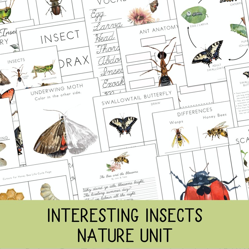 Spring Unit Study - Etsy