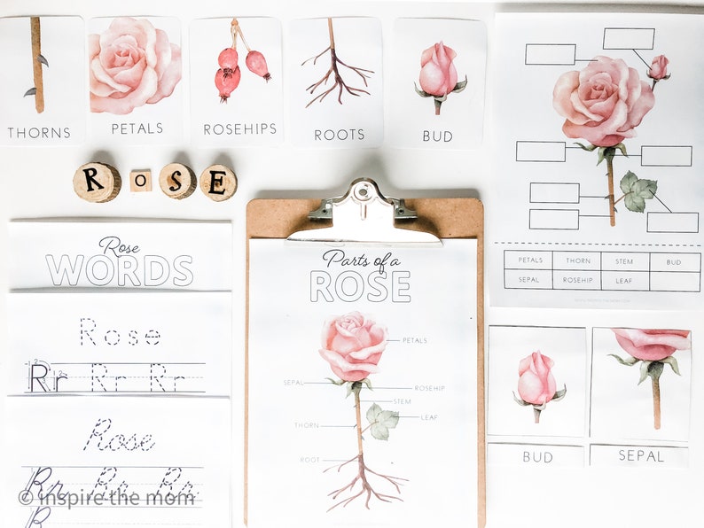 Parts of a Rose Pack Rose Anatomy Science Language Arts - Etsy