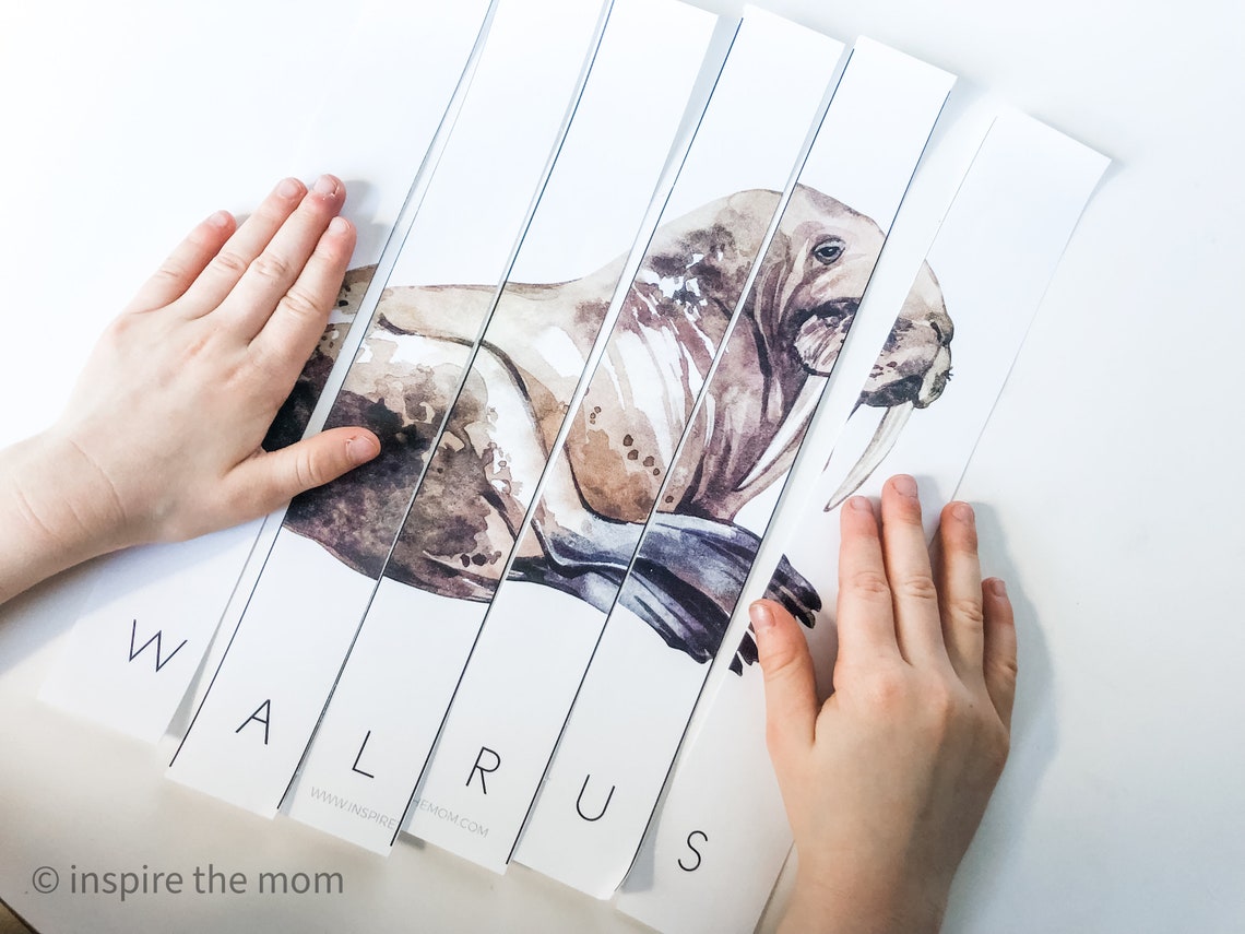 Ocean Animals Unit BUNDLE Nature Study Math Language Arts - Etsy