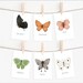 Butterfly Colors Flashcards, Nature Printable, Preschool Colors, Color ...