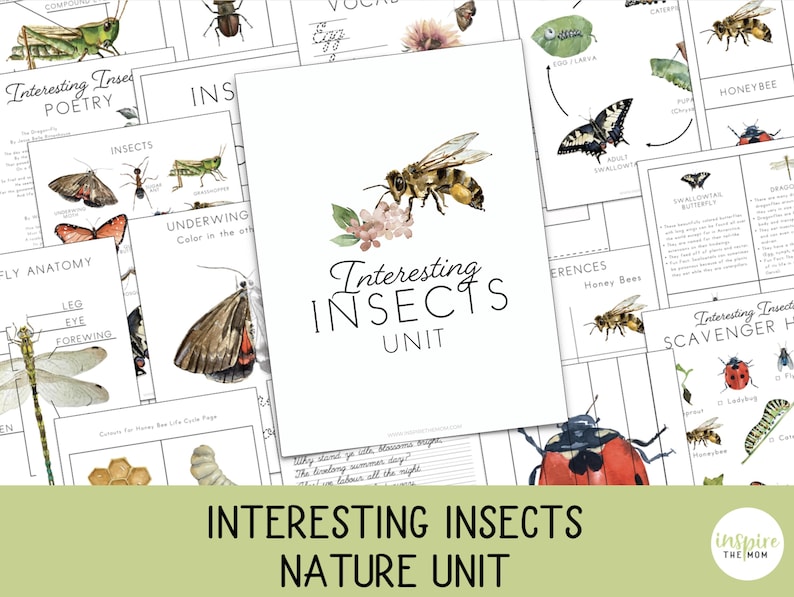 Insect Unit Study for Prek–2nd Kids | Bug Activities | Nature Study ...