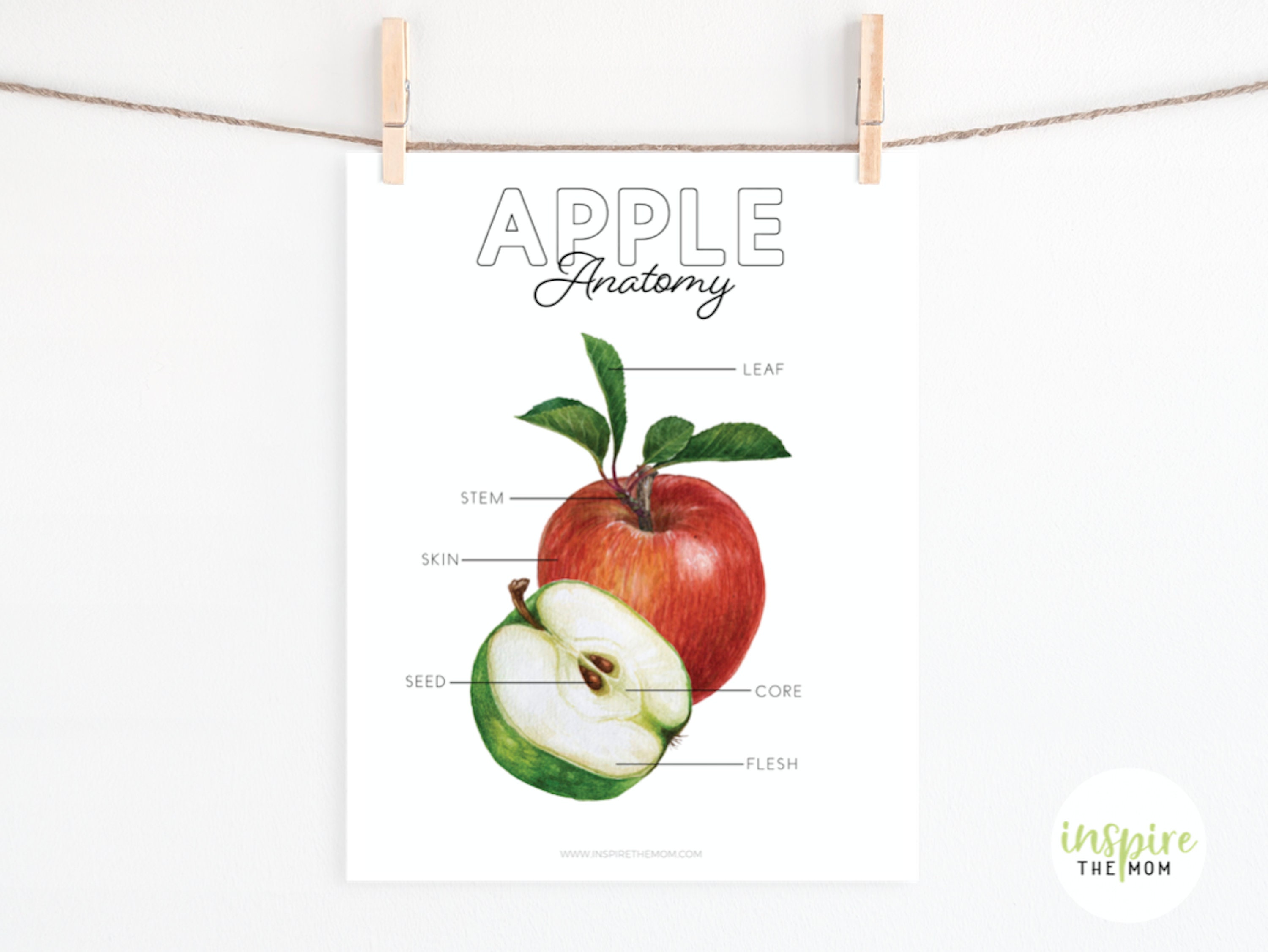 Apple Anatomy Poster 8.5 X 11in Parts of an Apple Mini - Etsy