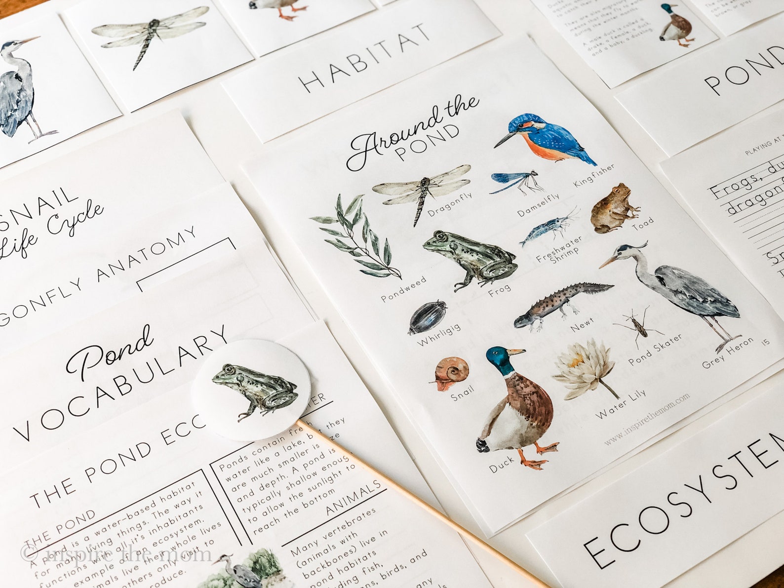 Pond Unit, Nature Study, Life Cycle, Prek - 3rd Grade, Spring Unit ...