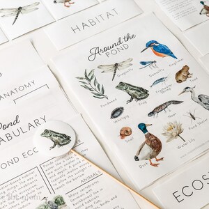 Pond Unit, Nature Study, Life Cycle, Prek - 3rd Grade, Spring Unit ...
