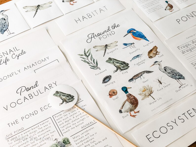 Pond Unit, Nature Study, Life Cycle, Prek - 3rd Grade, Spring Unit ...