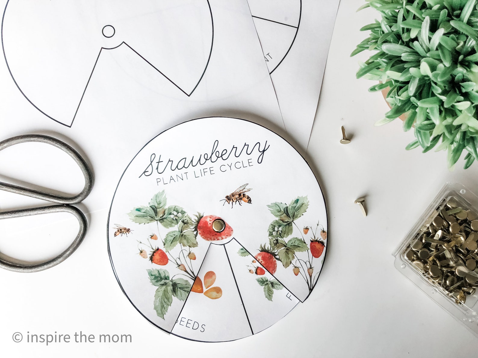 Strawberry Plant Life Cycle Wheel, Strawberry Activity, Strawberry ...