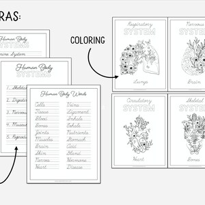 Human Body Systems, Cursive Copywork, Human Body Facts, Cursive ...