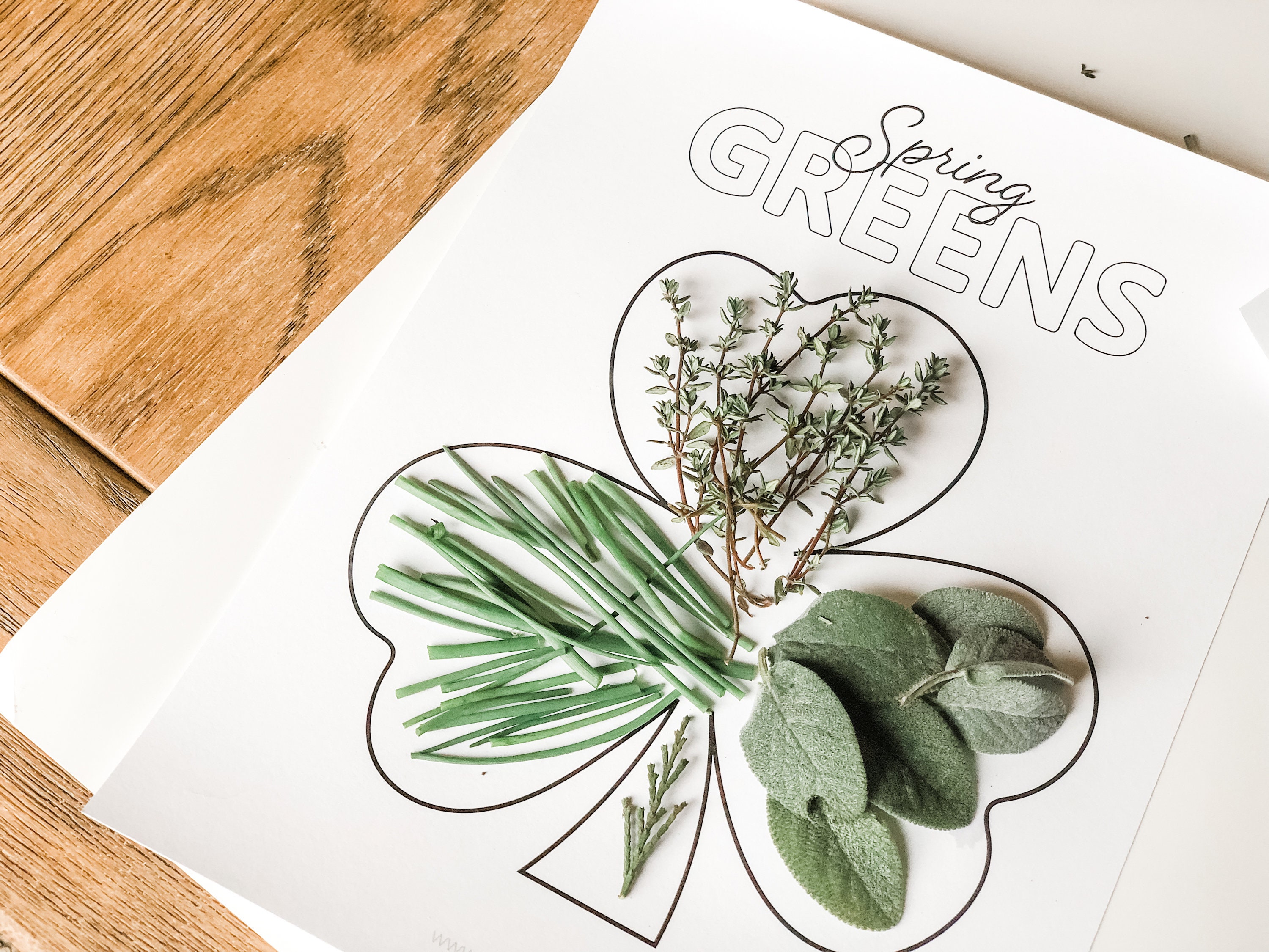 Spring Greens Nature Craft Template, Shamrock Craft, Nature Study ...