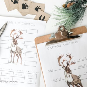 Winter Animals Unit Bundle, Nature Study, Math, Language Arts and ...