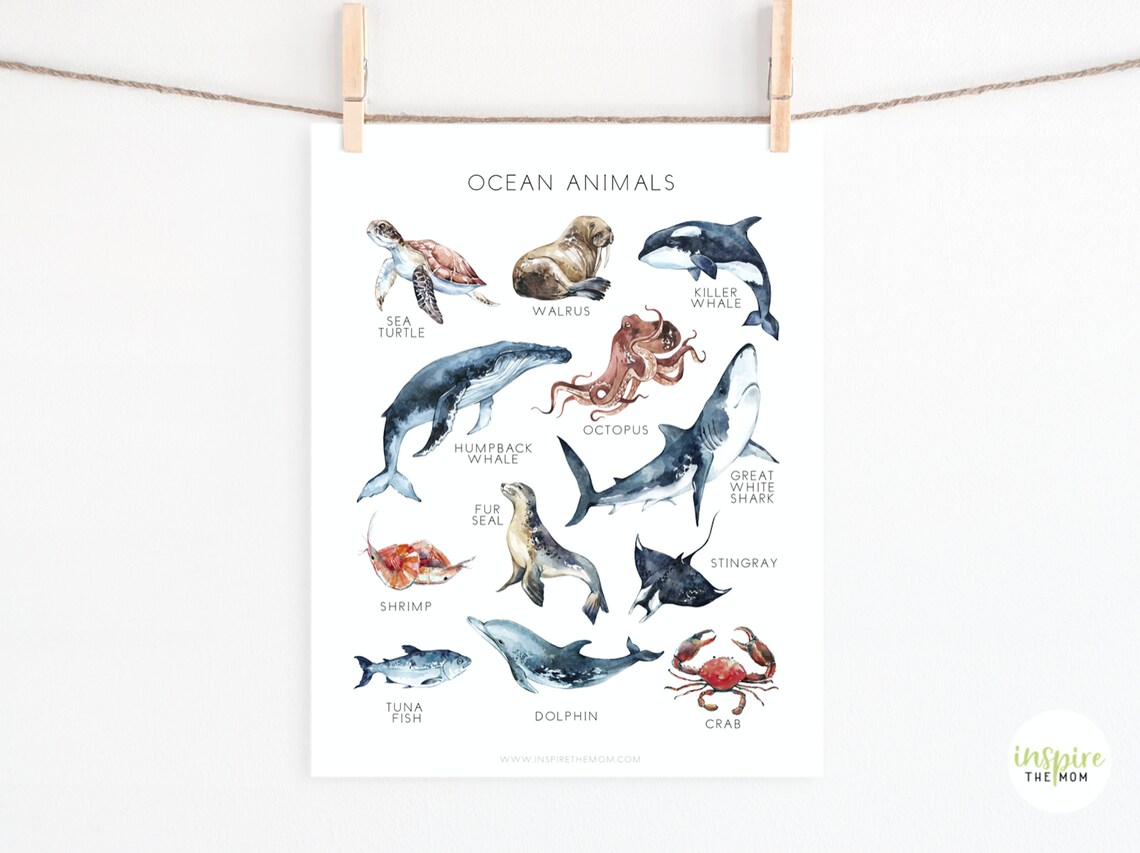 Ocean Animals Nature Poster Educational Poster Charlotte - Etsy