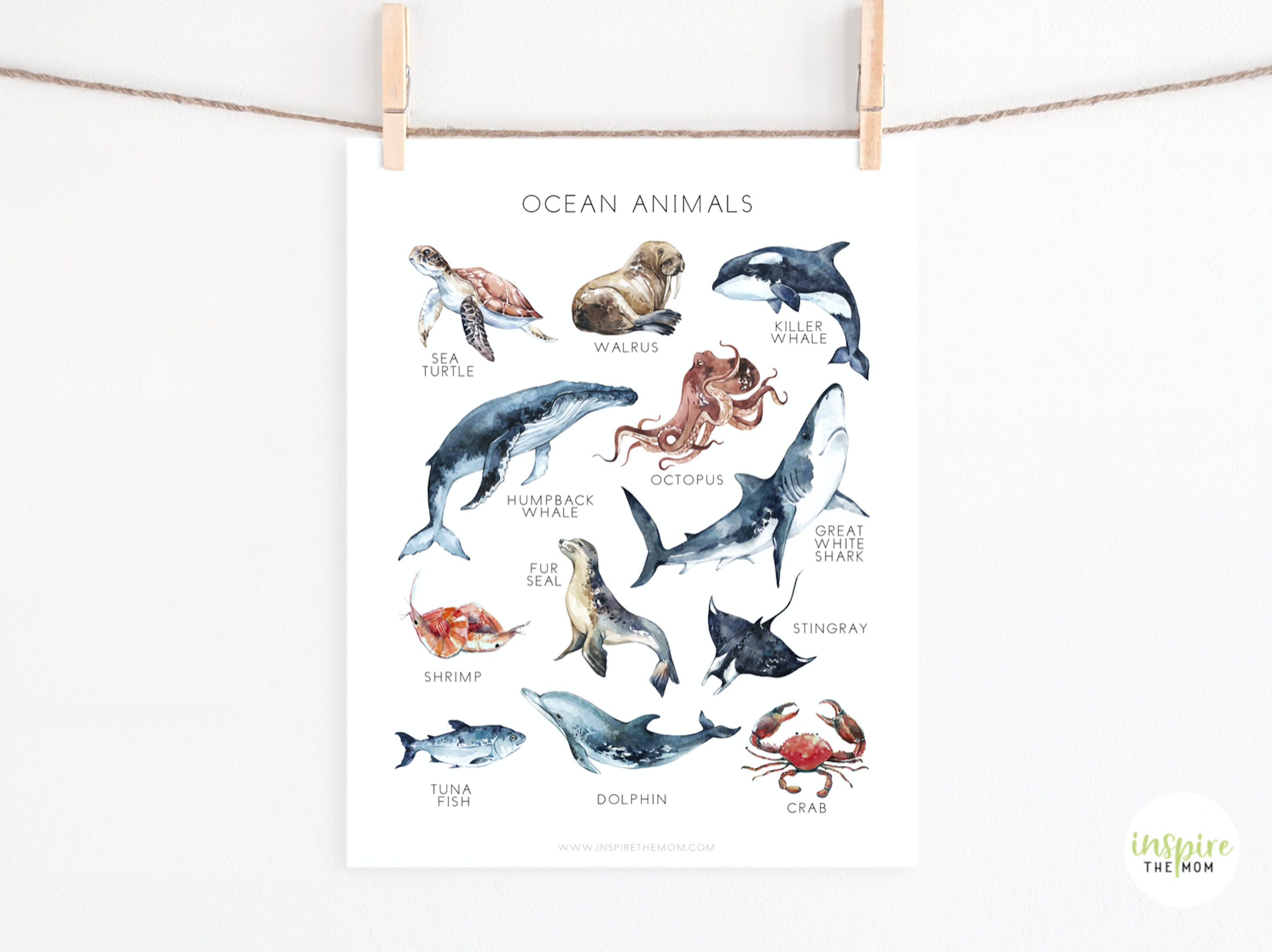 Ocean Animals Nature Poster, Educational Poster, Charlotte Mason ...