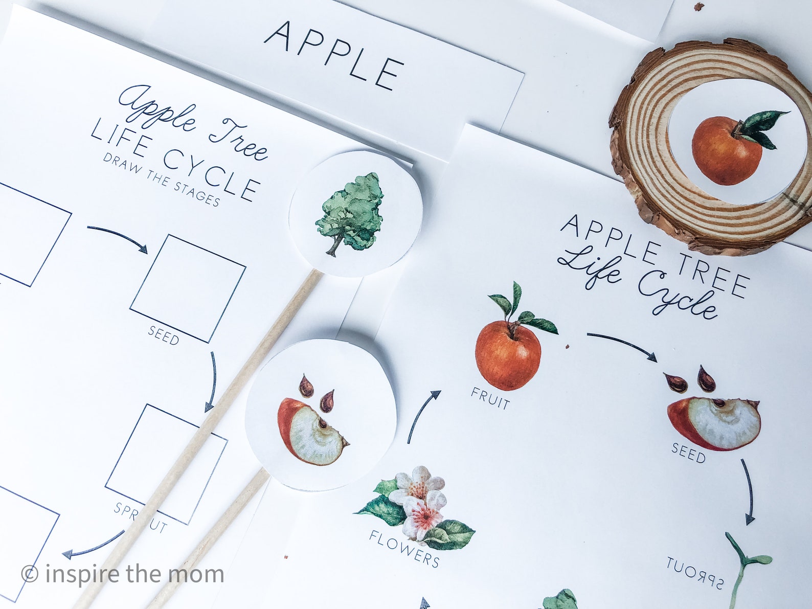 Apple Unit Study Apple Activities Prek 2nd Grade Fall - Etsy