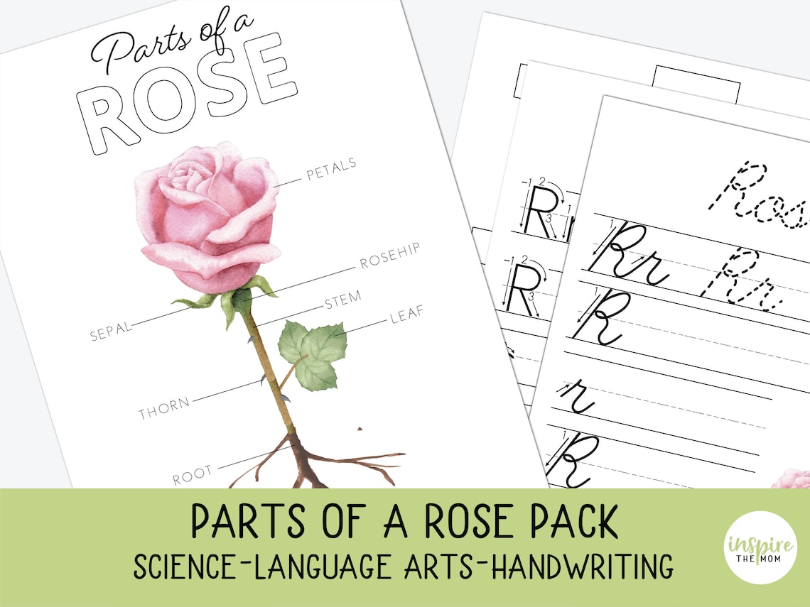 Parts of a Rose Pack Rose Anatomy Science Language Arts - Etsy